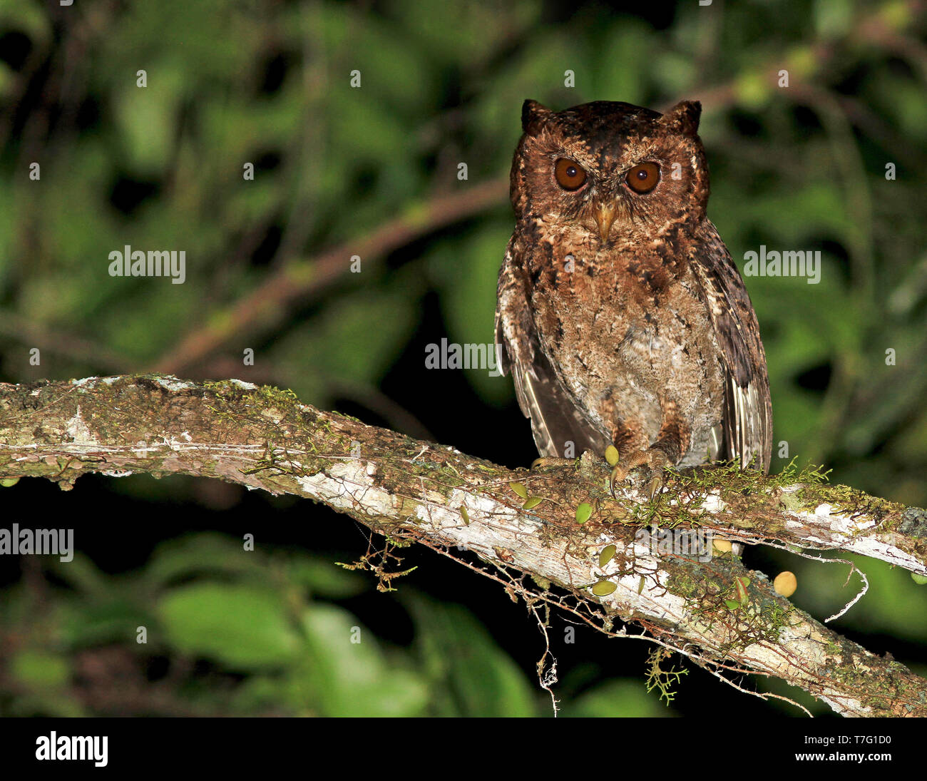 Mentawi hi-res stock photography and images - Alamy