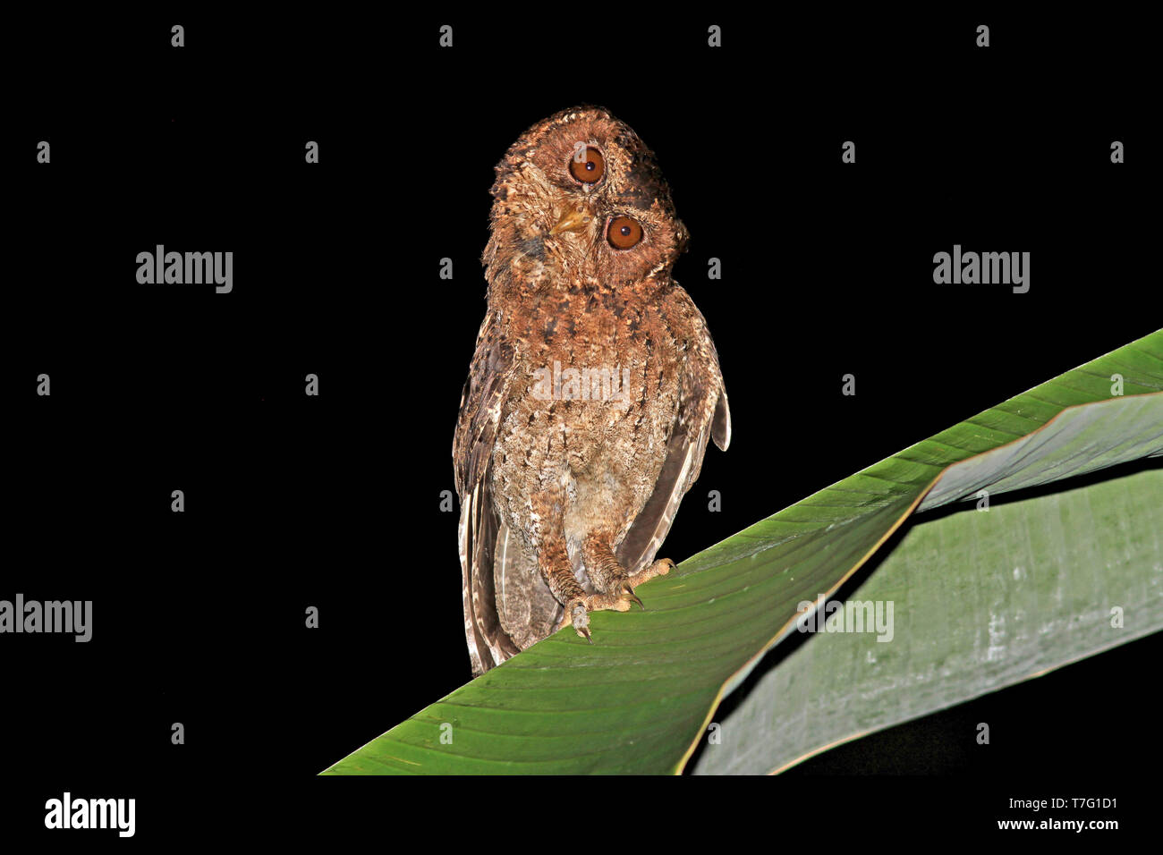 Indonesia scops owl hi-res stock photography and images - Alamy