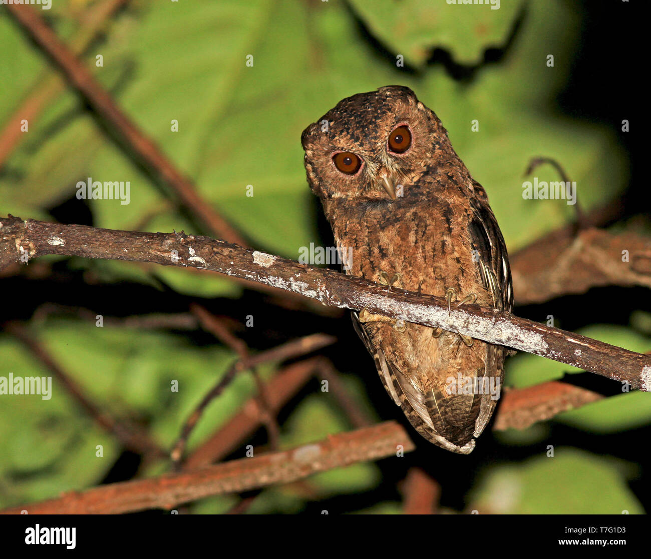 Indonesia scops owl hi-res stock photography and images - Alamy