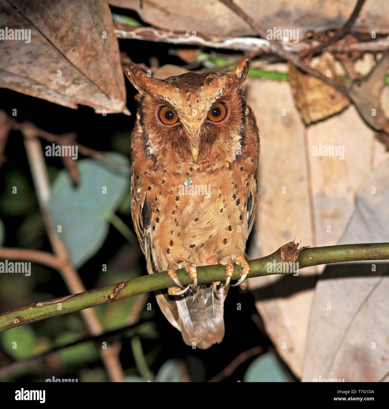 Indonesia scops owl hi-res stock photography and images - Alamy