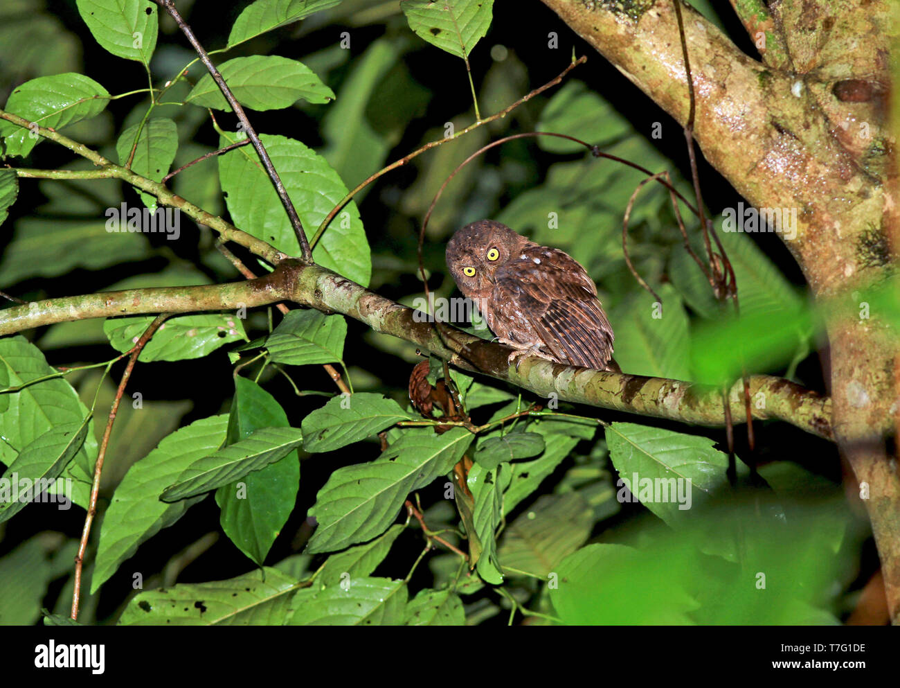 Indonesia scops owl hi-res stock photography and images - Alamy