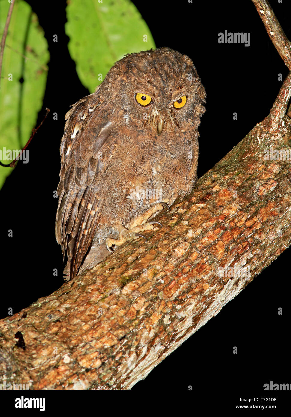 Indonesia scops owl hi-res stock photography and images - Alamy