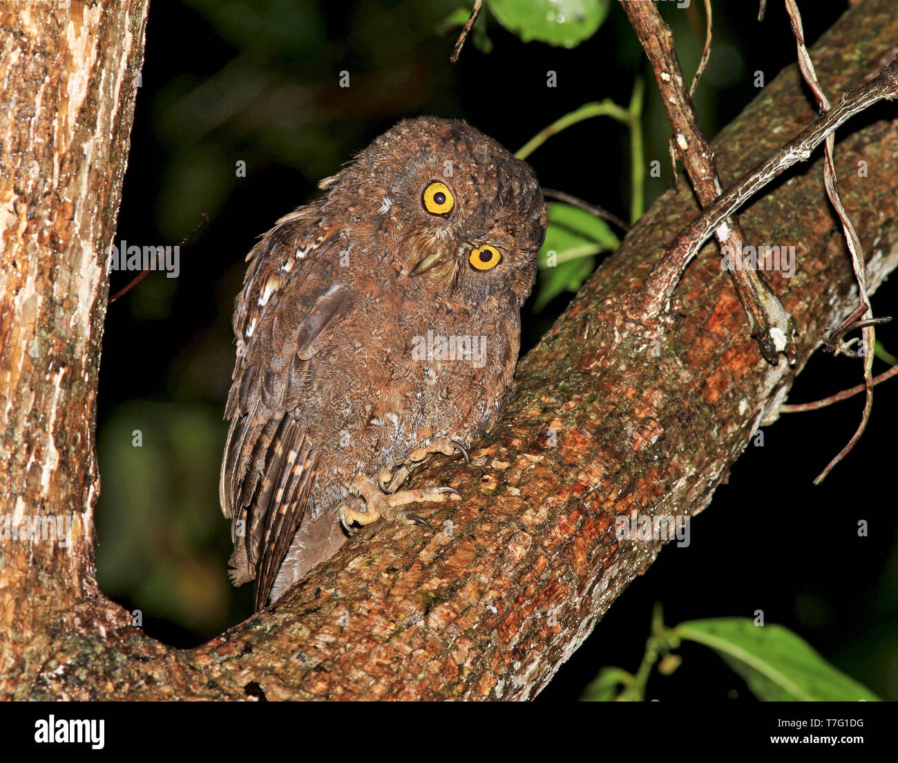 Indonesia scops owl hi-res stock photography and images - Alamy