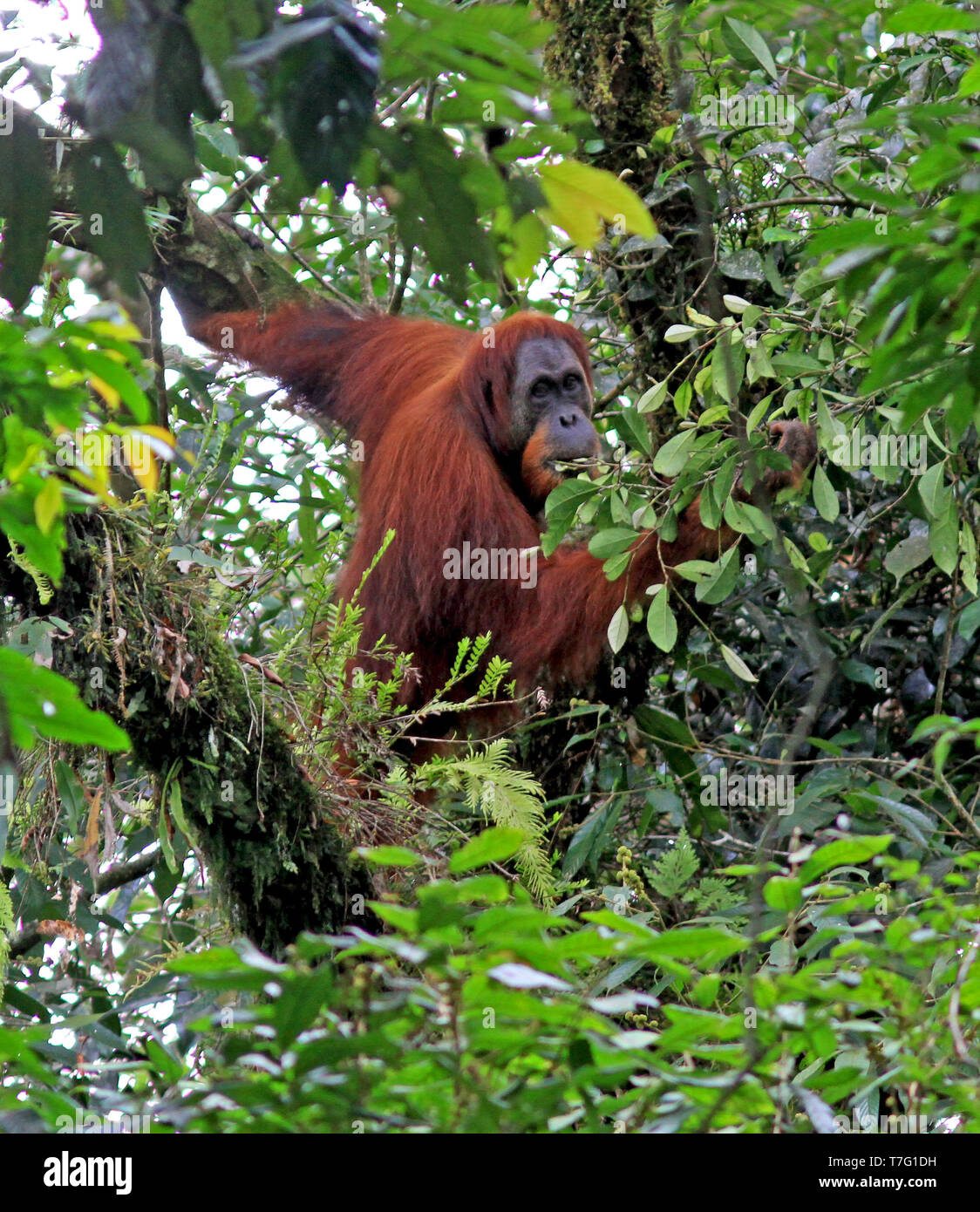 Sumatran orangutan (Pongo abelii) in rain forests of Sumatra in ...
