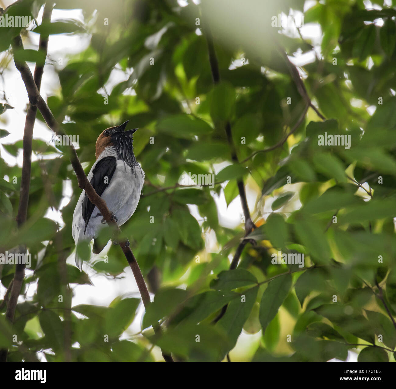 Male Bearded bellbird (Procnias averano) singing from forest canopy in ...