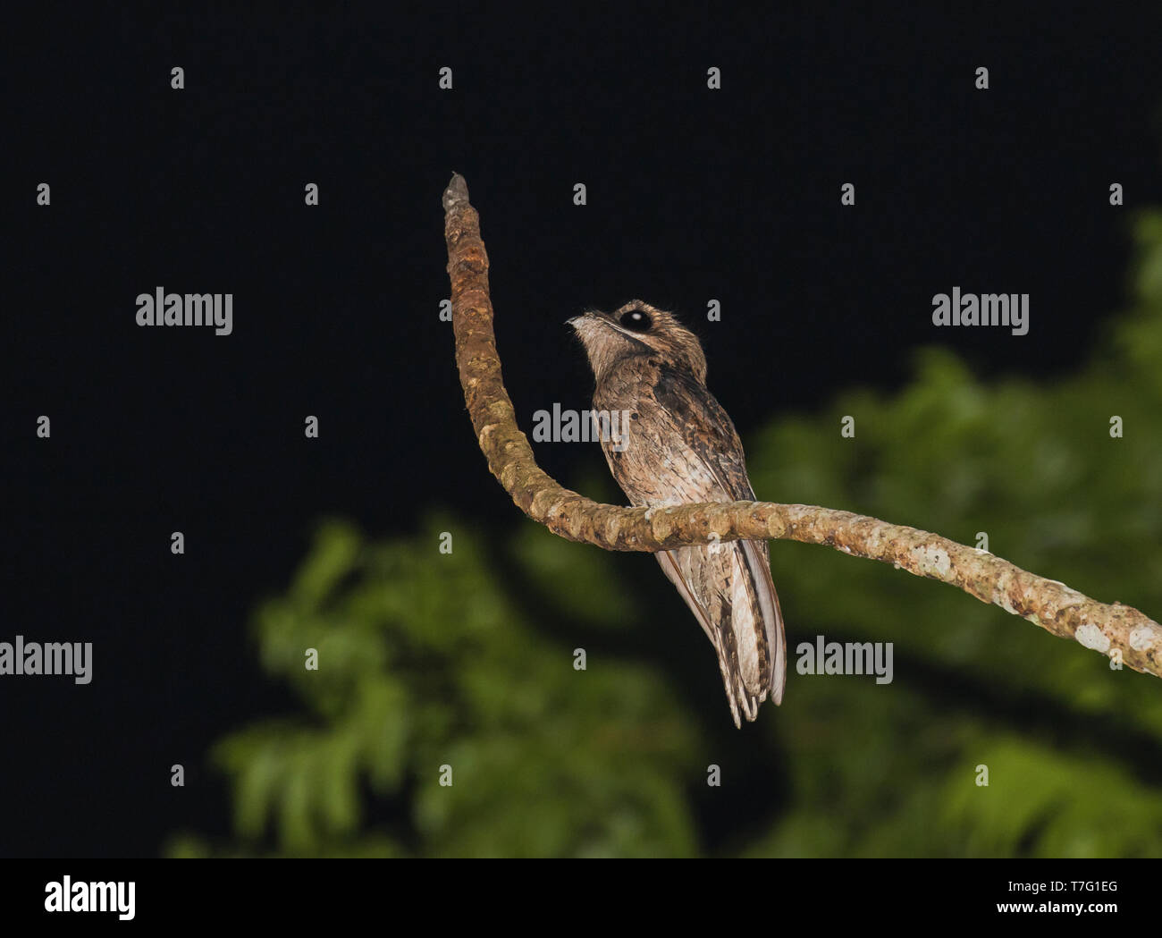 A common potoo (Nyctibius griseus) also known as Grey potoo, lesser ...