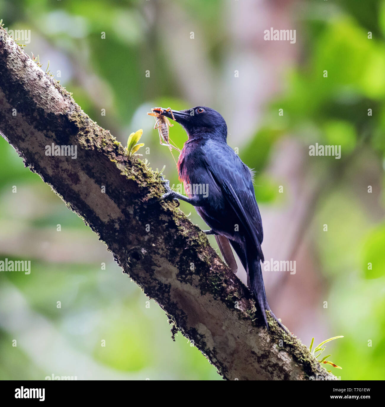 Guadeloupe woodpecker hi-res stock photography and images - Alamy