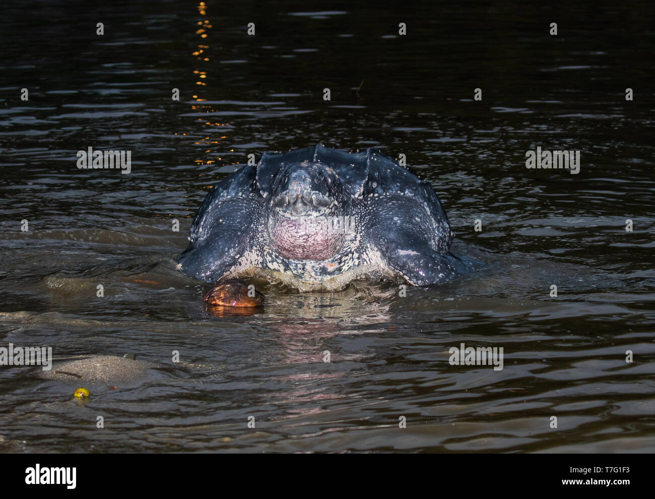 Adult female Leatherback sea turtle (Dermochelys coriacea) on an island ...