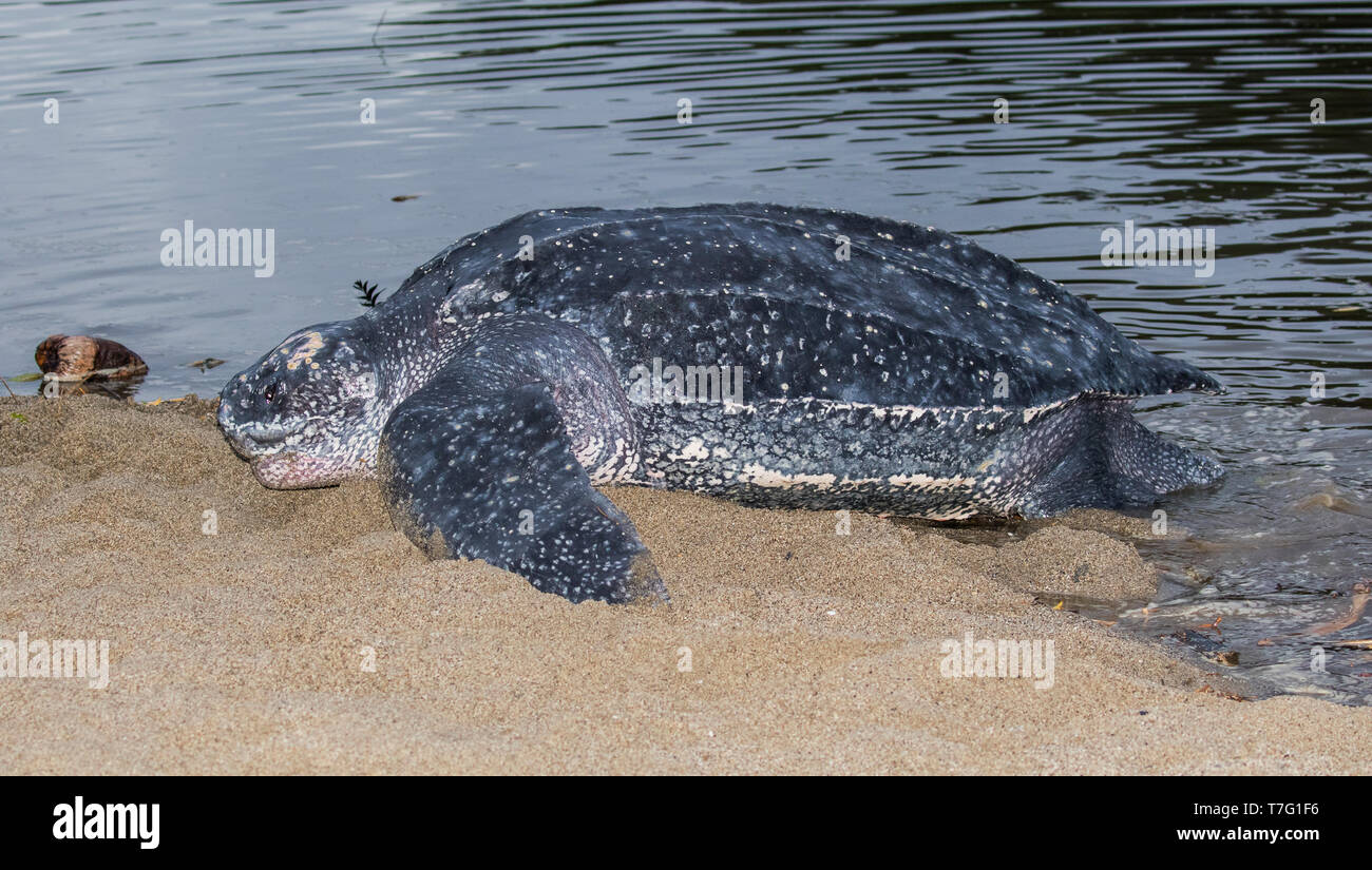 Adult female Leatherback sea turtle (Dermochelys coriacea) arriving on ...