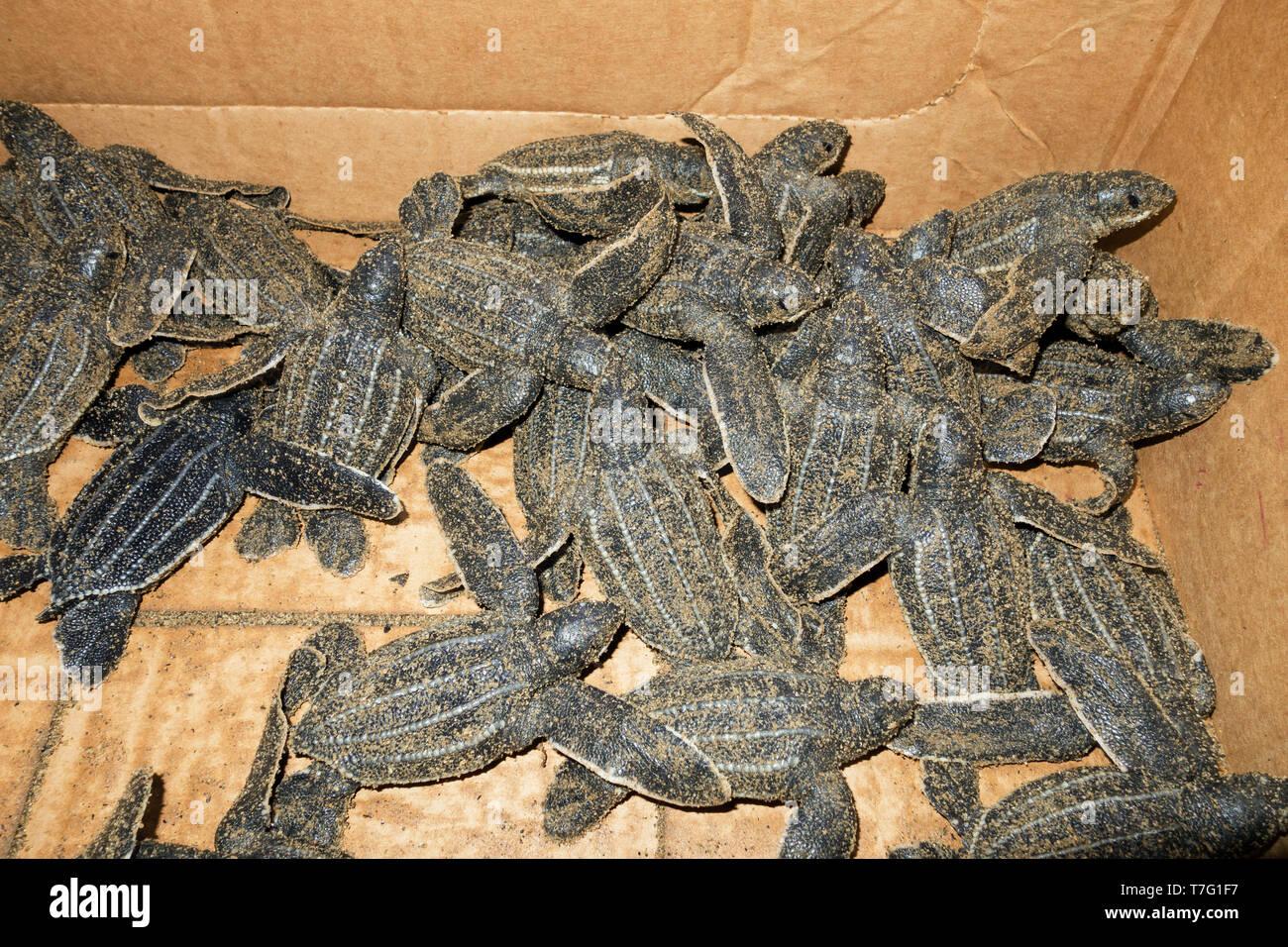 Box full of young tiny Leatherback sea turtles (Dermochelys coriacea ...