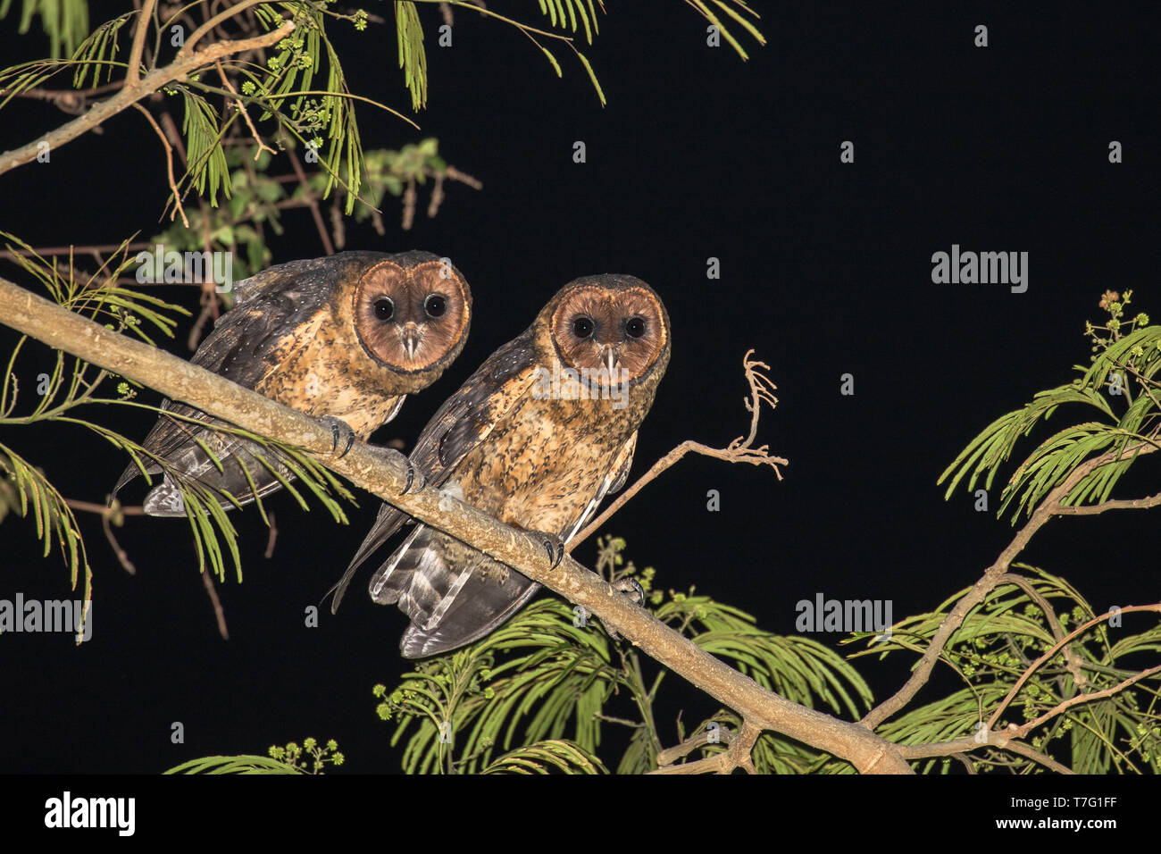 American barn owls hi-res stock photography and images - Alamy