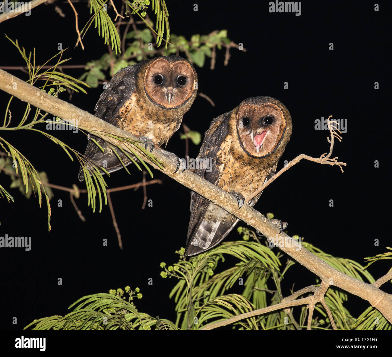 Two Lesser Antillean Barn Owls (Tyto alba insularis) in the Lesser ...
