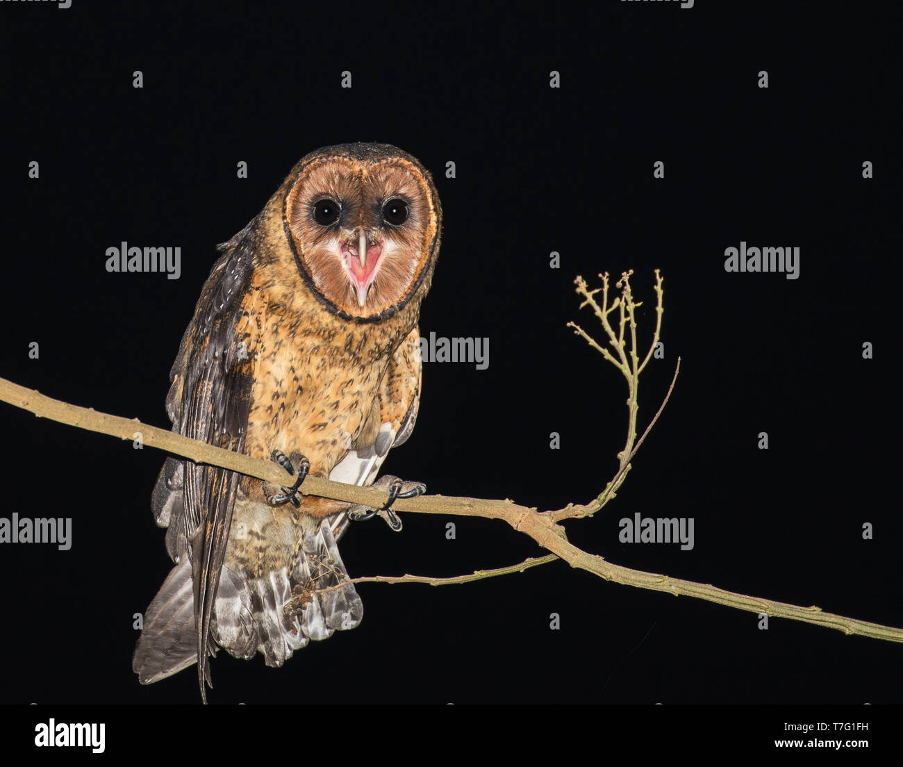 Lesser Antillean Barn Owl (Tyto alba insularis) in the Lesser Antilles ...
