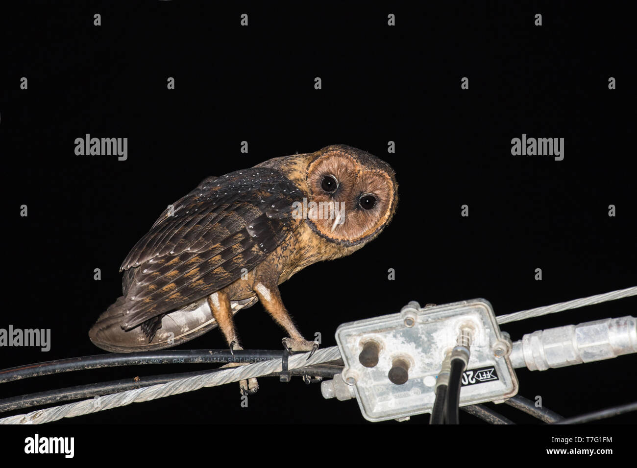 Lesser Antillean Barn Owl (Tyto alba insularis) in the Lesser Antilles ...