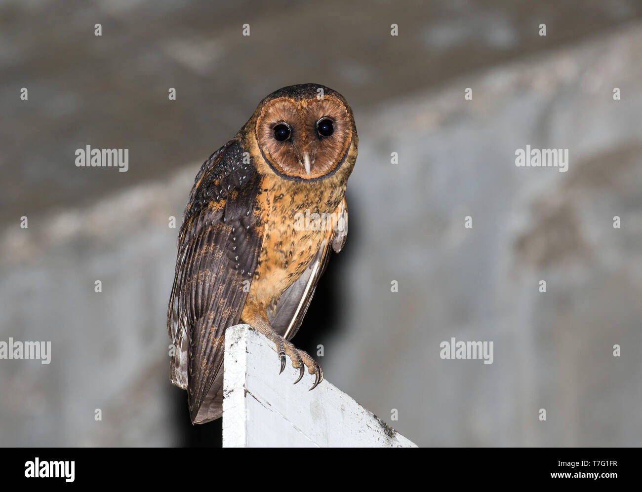 Lesser Antillean Barn Owl (Tyto alba insularis) in the Lesser Antilles ...