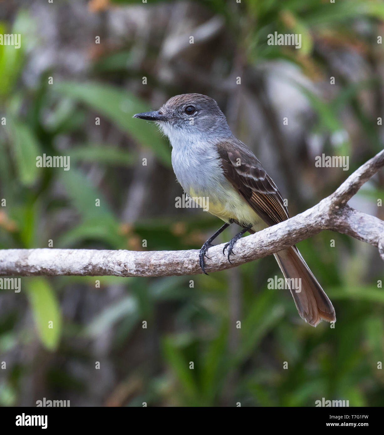 Myiarchus oberi hi-res stock photography and images - Alamy