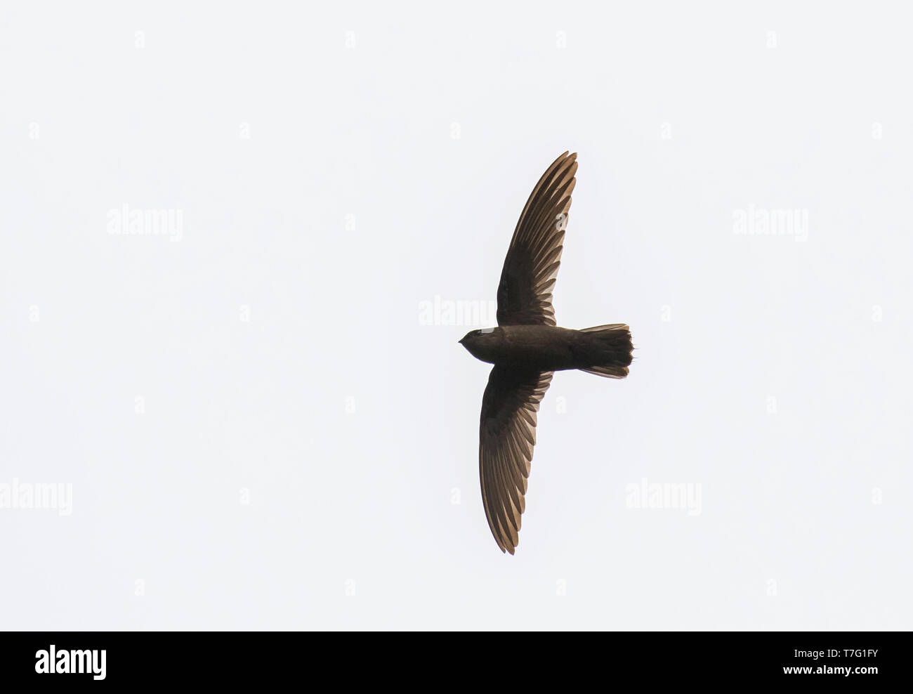 Swift species in south america hi-res stock photography and images - Alamy