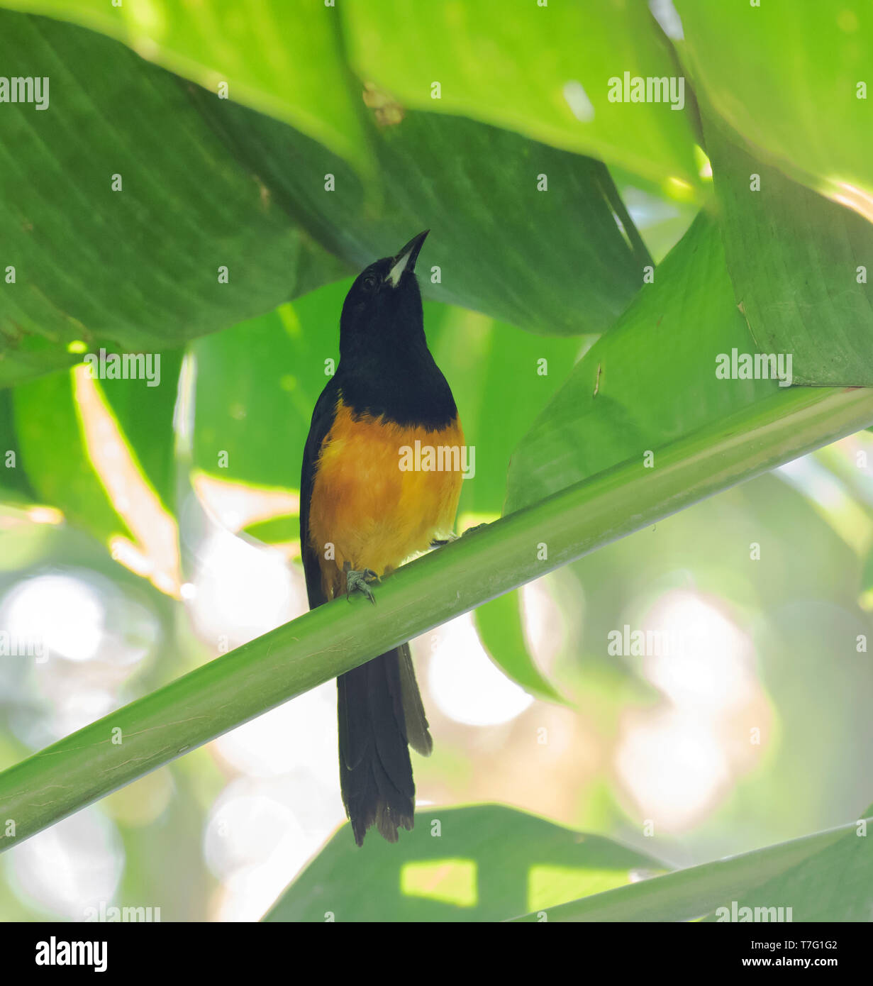 Oriole bird montserrat hi-res stock photography and images - Alamy