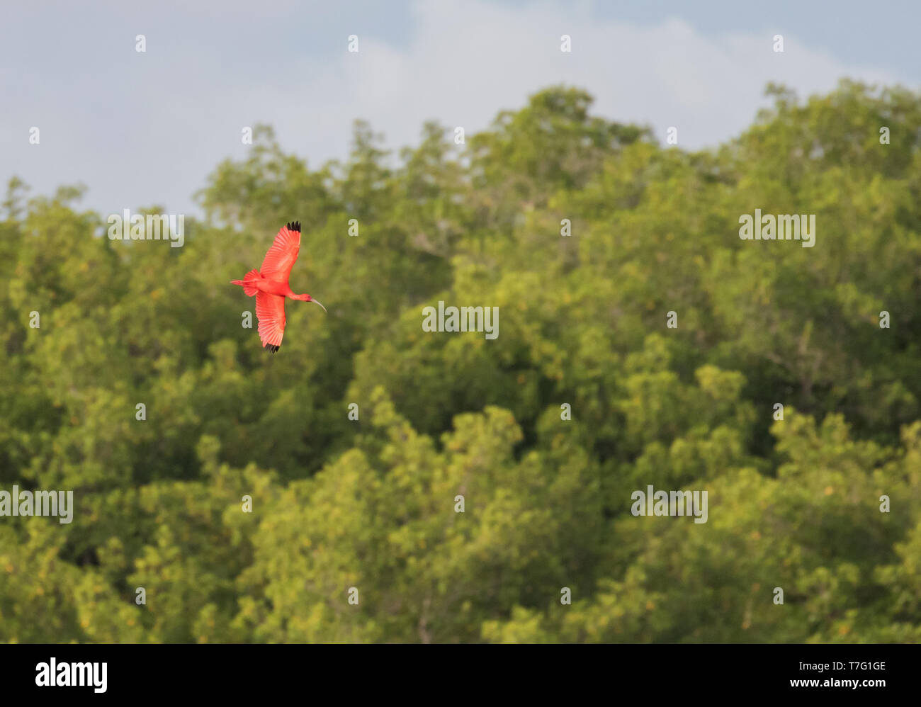 Flying Scarlet Ibis (Eudocimus ruber) on the island of Trinidad in the ...