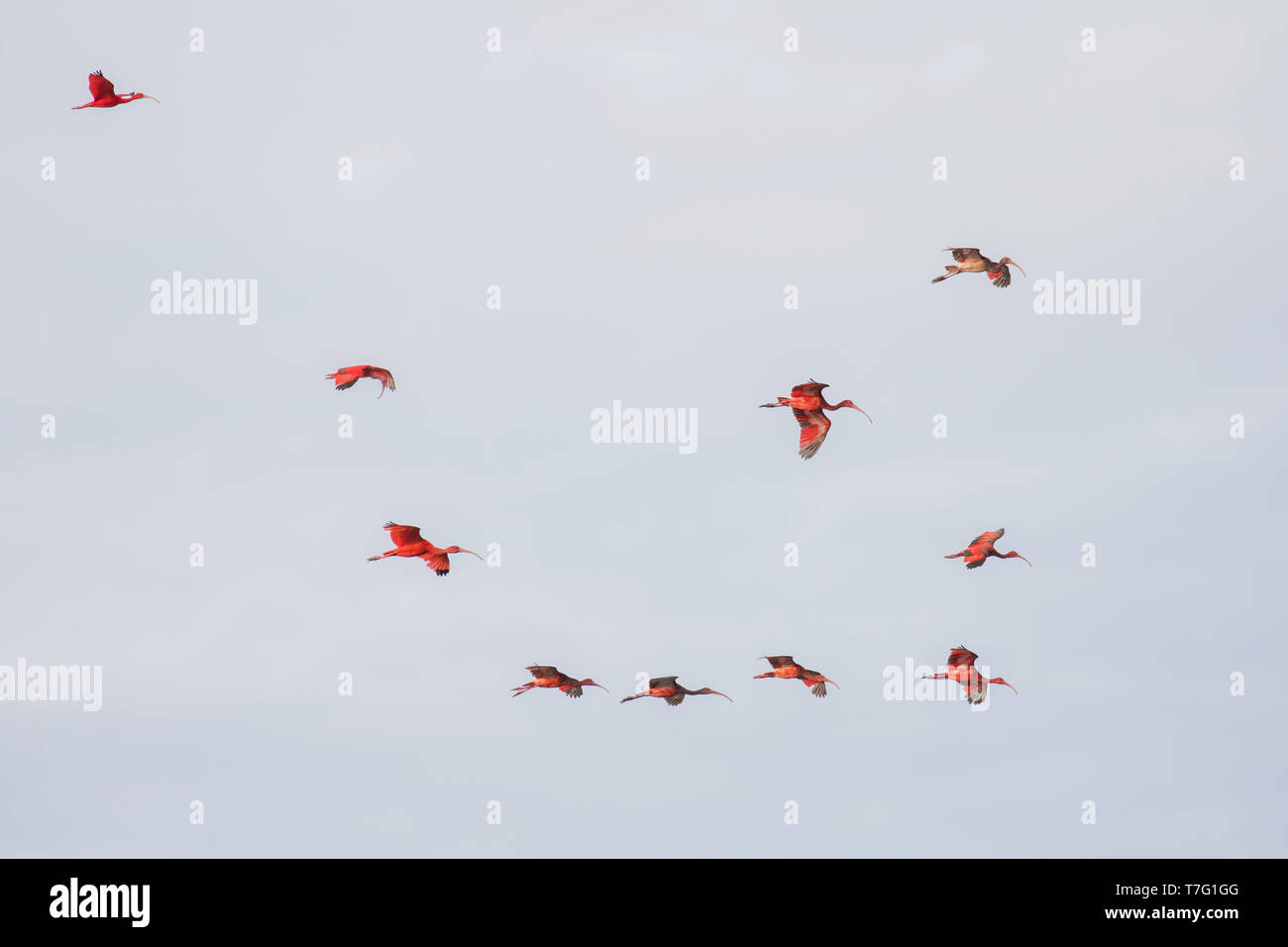 Scarlet ibis in flight hi-res stock photography and images - Alamy