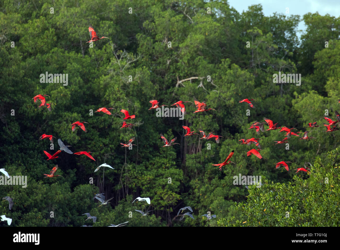 Scarlet ibis in flight hi-res stock photography and images - Alamy