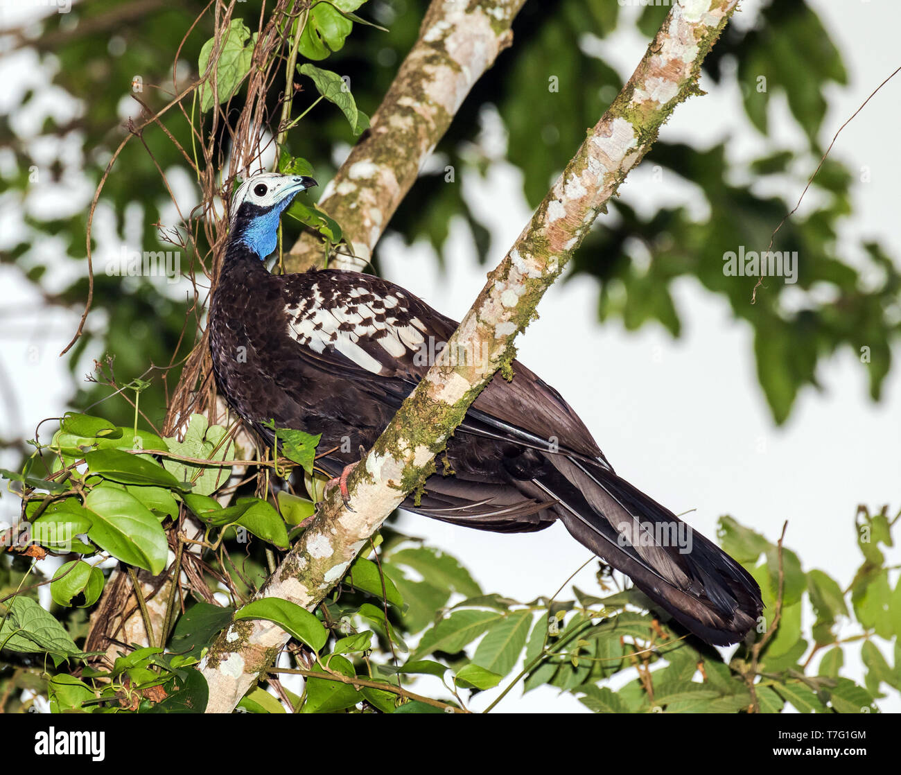 Piping guan caribbean hi-res stock photography and images - Alamy