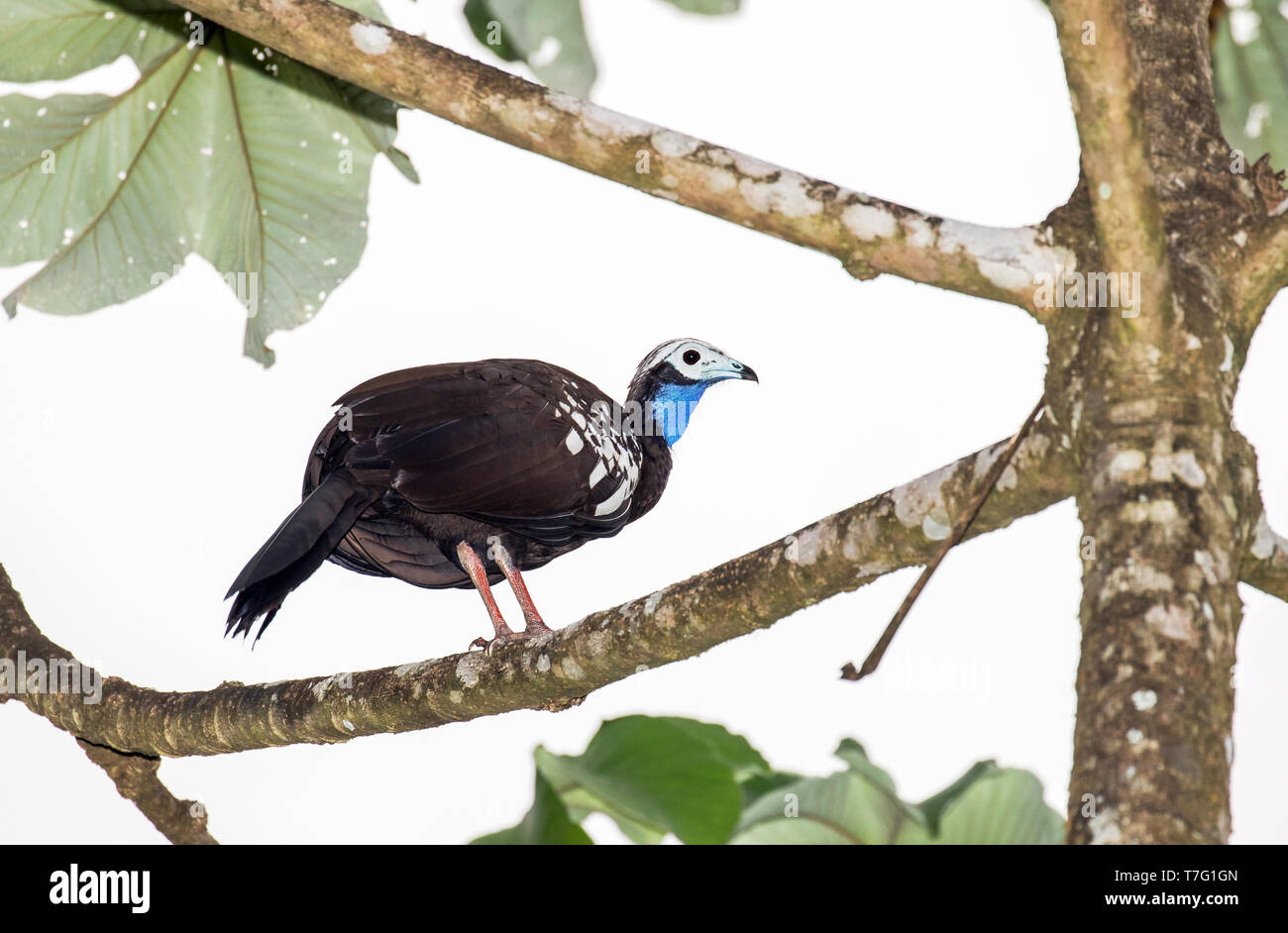 Critically Endangered Trinidad piping guan (Pipile pipile), locally ...