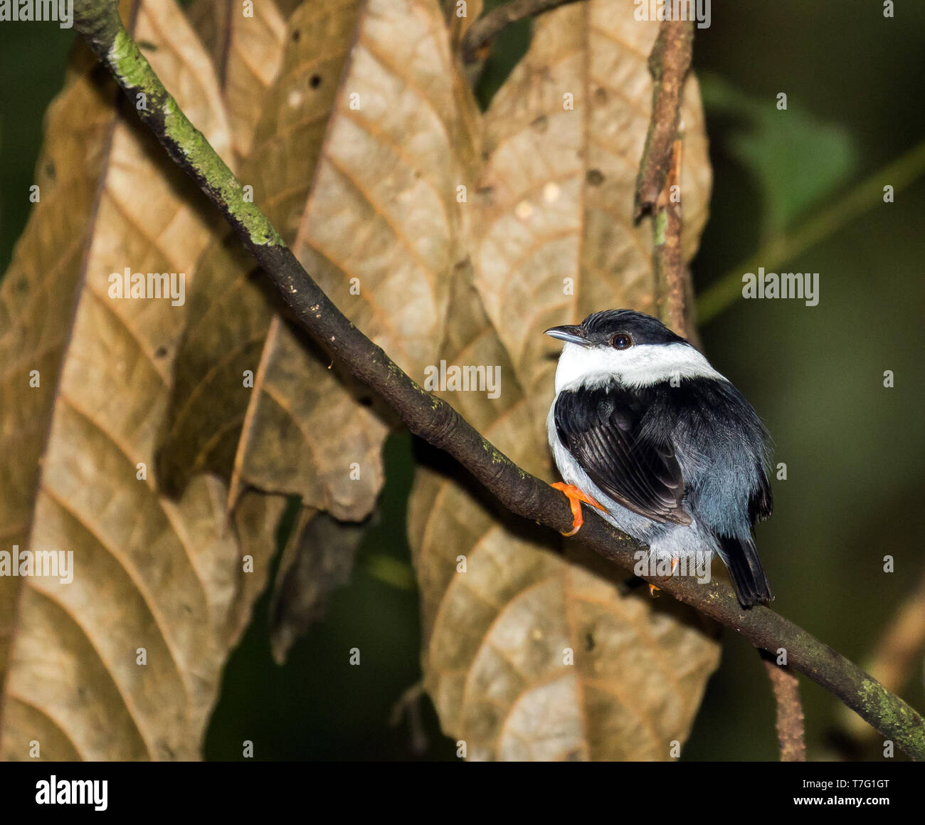 Male White-bearded Manakin (Manacus manacus) perched on a branch in a ...