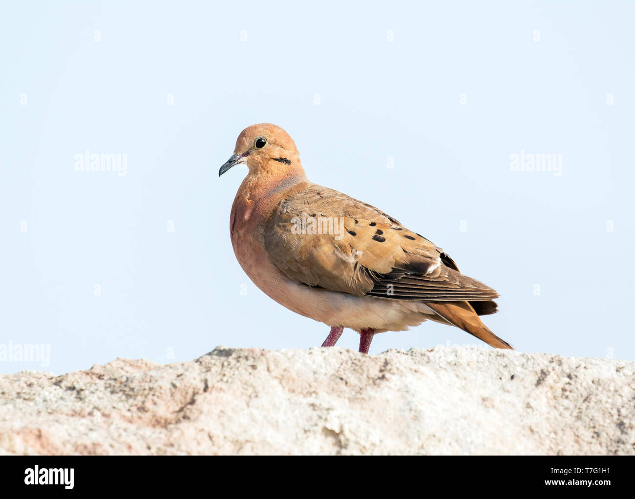 Adult Zenaida dove (Zenaida aurita) perched on a wall in the Caribbean ...
