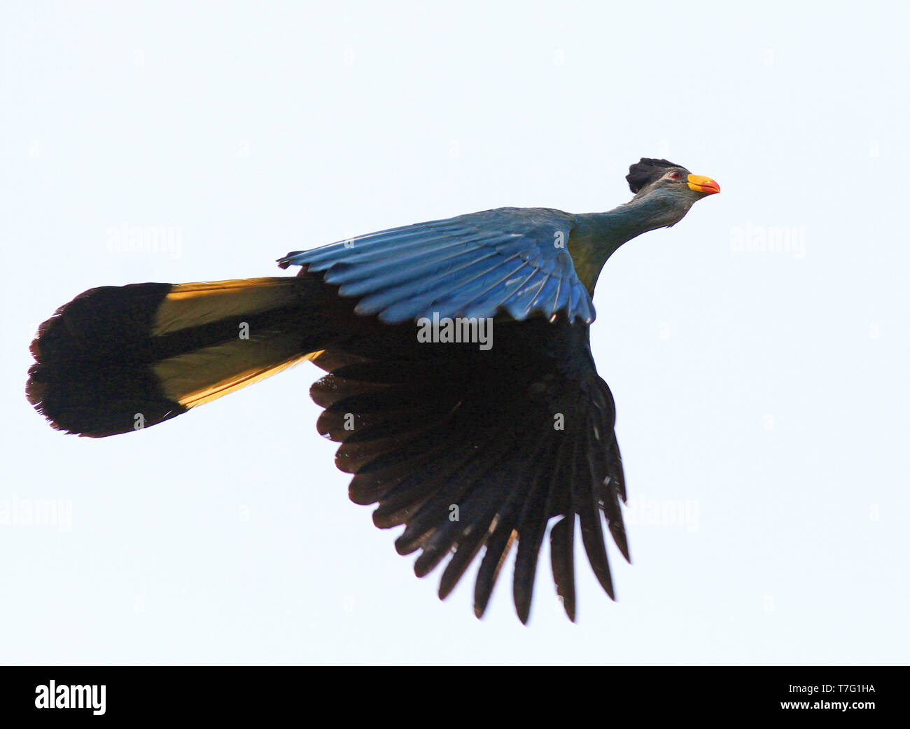 Great blue turaco (Corythaeola cristata) in flight in Angola Stock ...