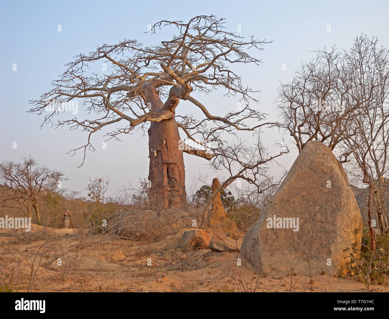 Old tall Baobab tree in the dry season near Benguela in Angola Stock ...