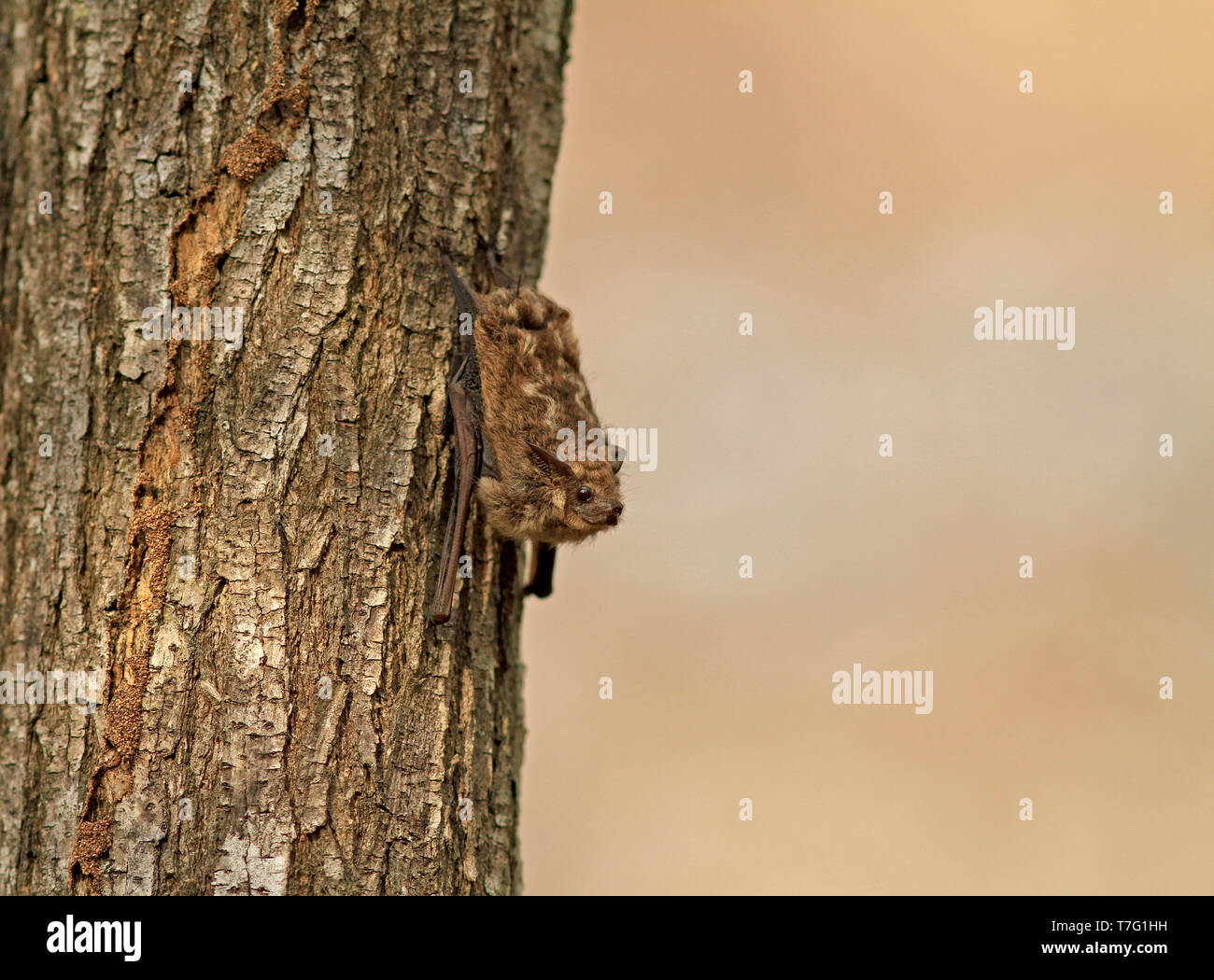 Lesser sac winged bat or lesser white-lined bat (Saccopteryx leptura ...