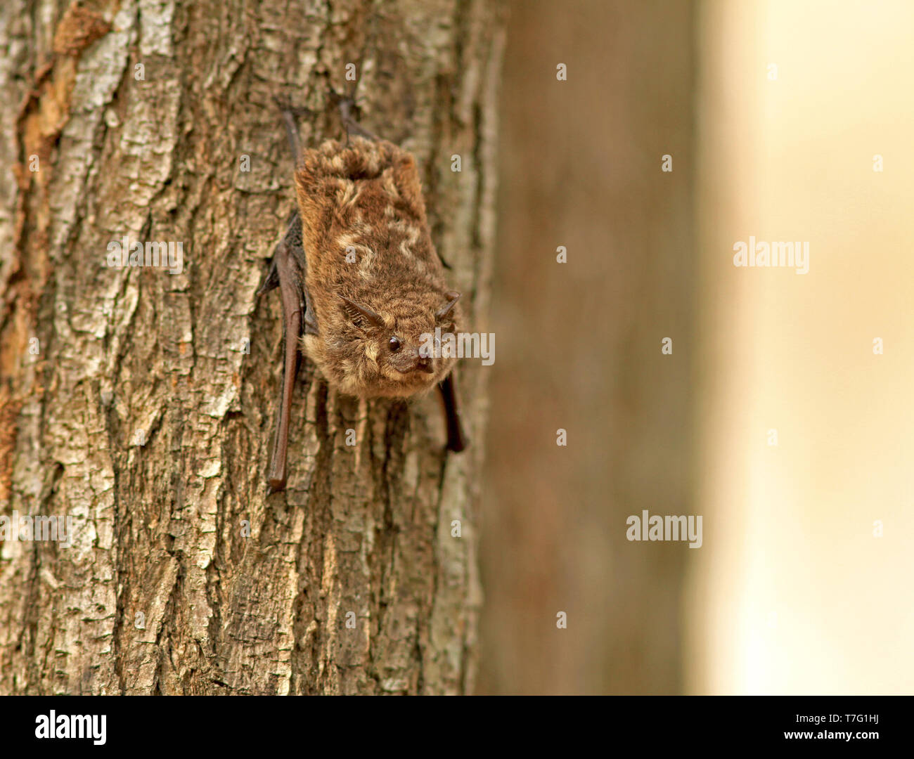 Lesser sac winged bat or lesser white-lined bat (Saccopteryx leptura ...