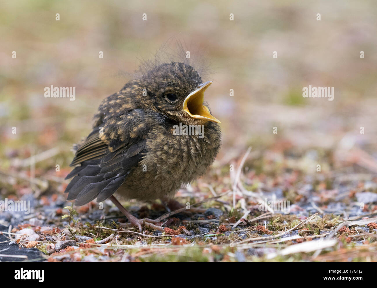 Juvenile British Robin (Erithacus rubecula melophilus) begging on the ...
