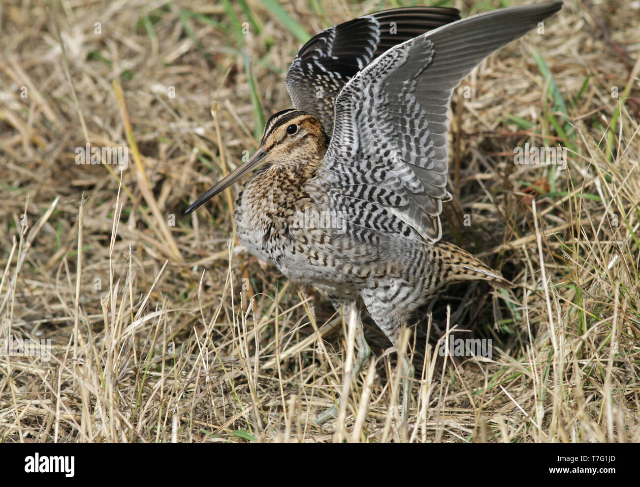 Tame vagrant first-winter Great Snipe (Gallinago media) at Spurn in ...