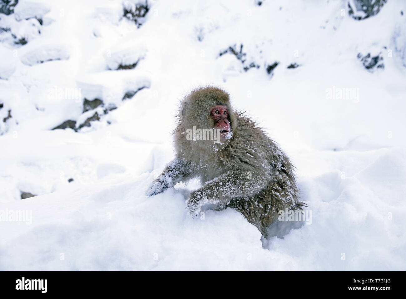 Young Japanese macaque or Snow Monkey (Macaca fuscata) in the snow ...