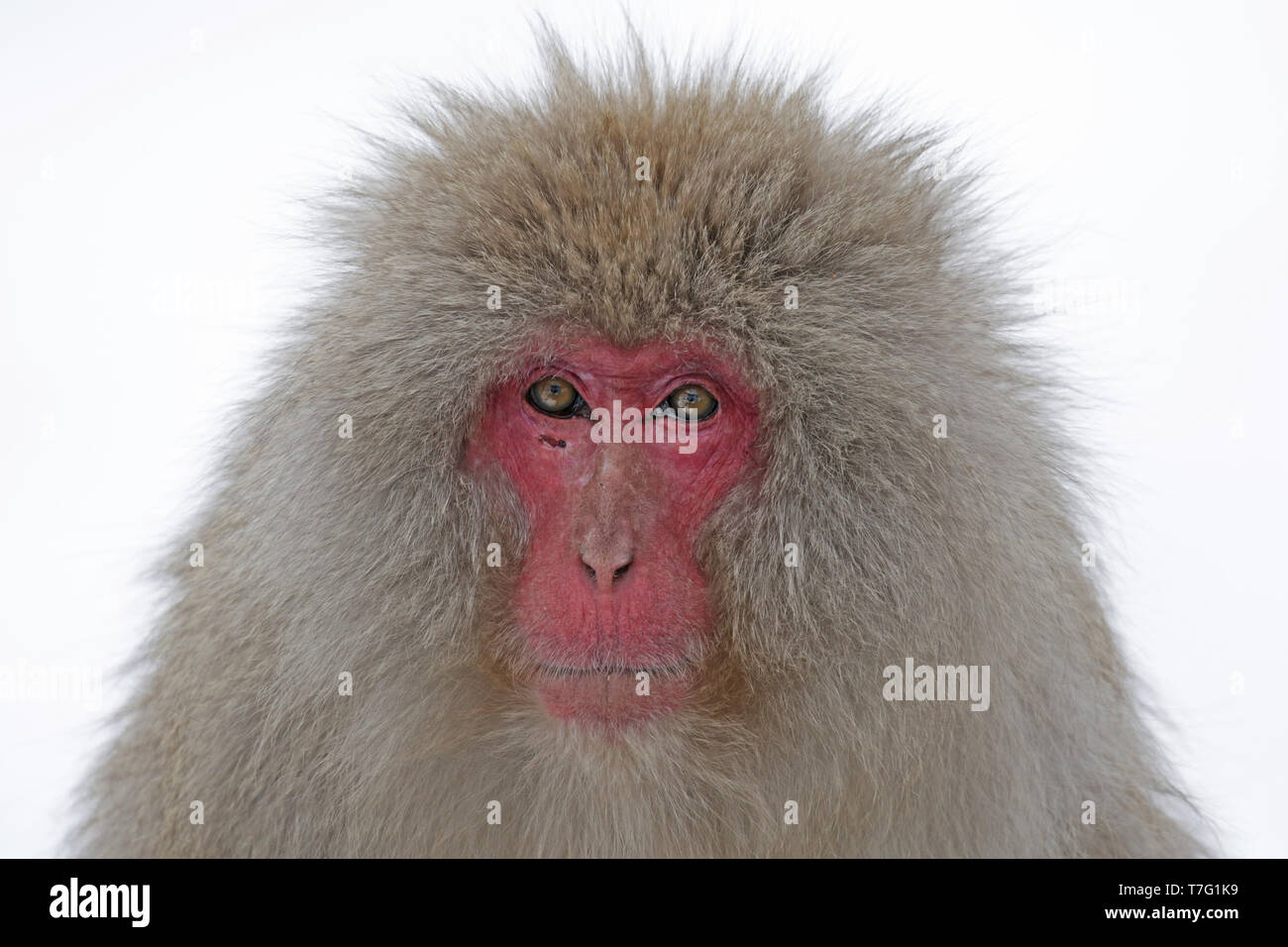 Japanese macaque or Snow Monkey (Macaca fuscata) in the snow Stock ...