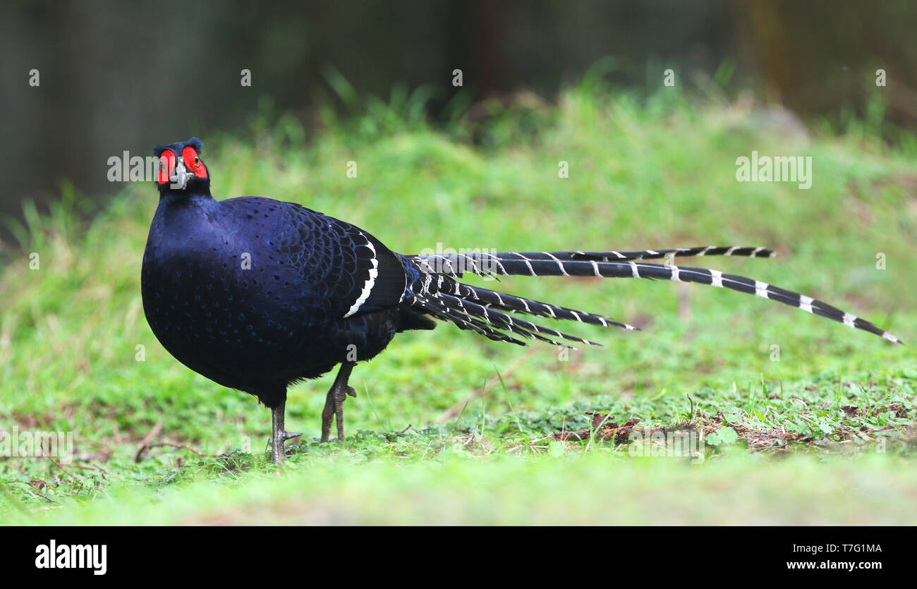 Mikado Pheasant (Syrmaticus mikado), the unofficial national bird of Taiwan. Endemic to ...