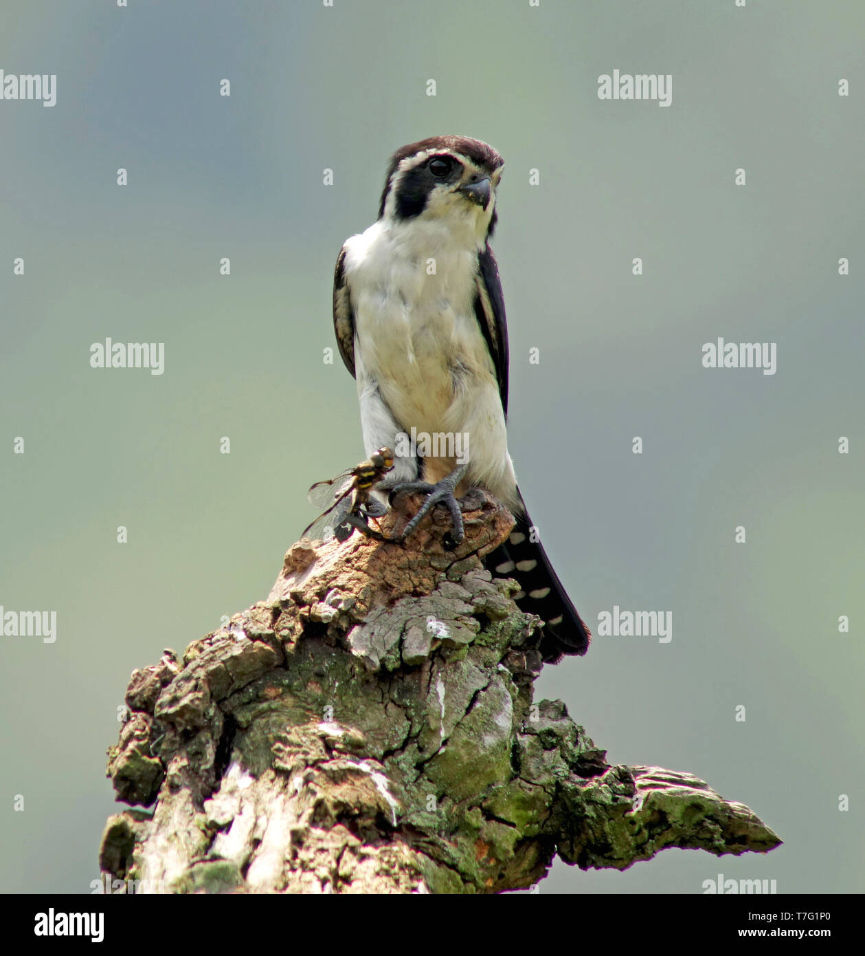 Falconet bird hi-res stock photography and images - Alamy