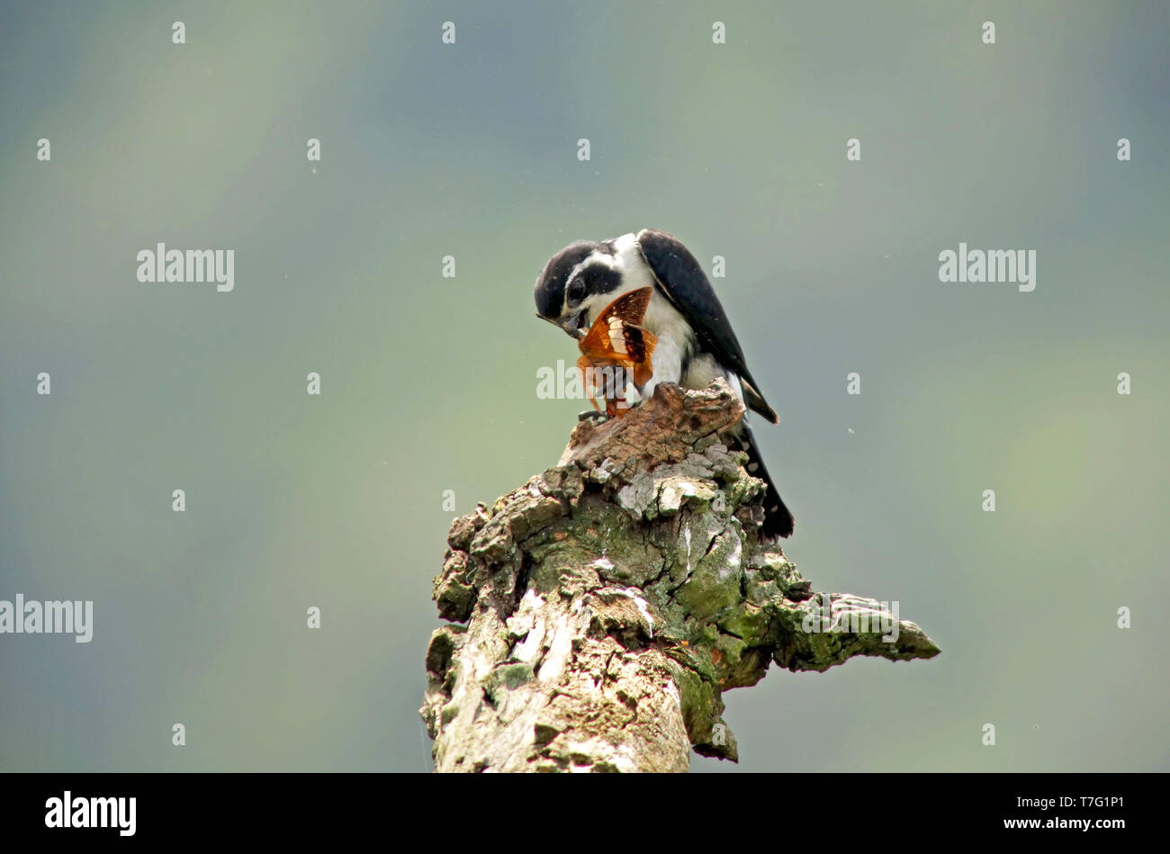 Microhierax melanoleucos hi-res stock photography and images - Alamy