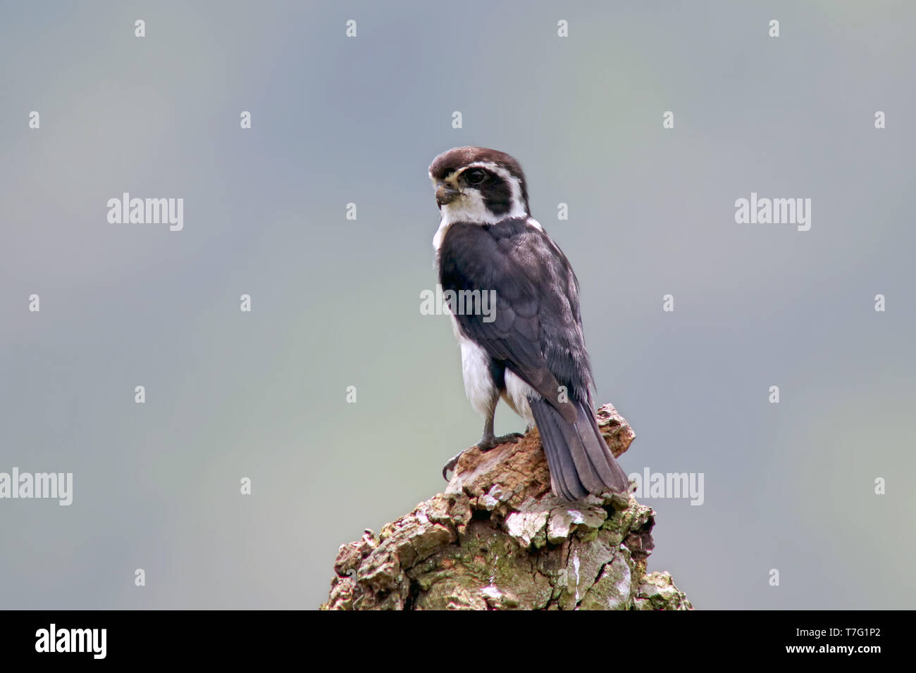 Microhierax melanoleucos hi-res stock photography and images - Alamy