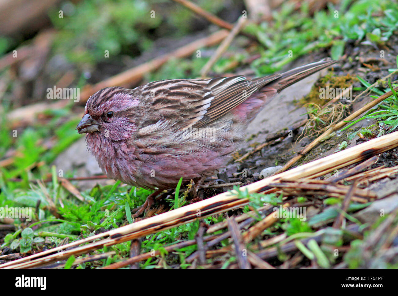 Carpodacus waltoni hi-res stock photography and images - Alamy