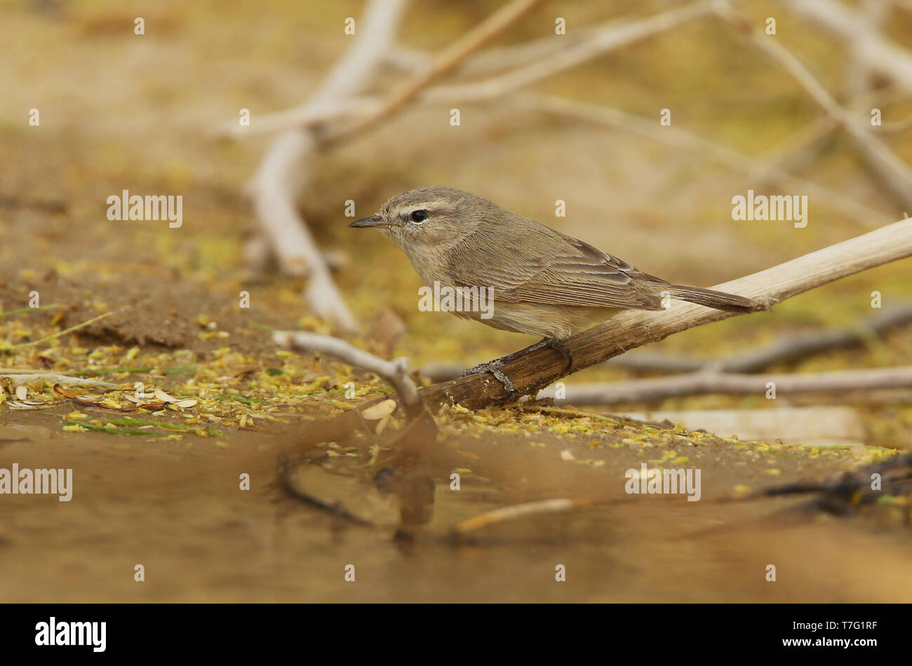 Plain Leaf Warbler (Phylloscopus neglectus) at Al Abraq - Kuwait Stock ...