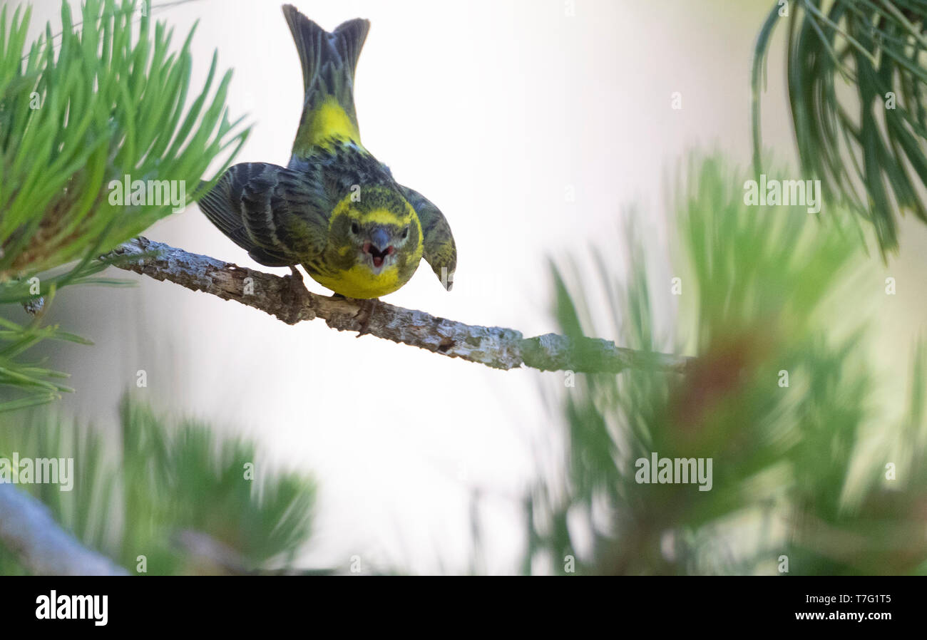 Displaying male European Serin (Serinus serinus) in Spain. Perched in a ...