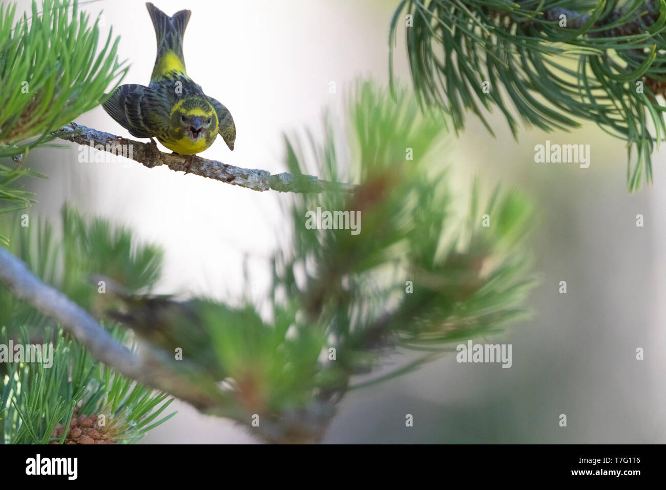 Displaying male European Serin (Serinus serinus) in Spain. Perched in a ...