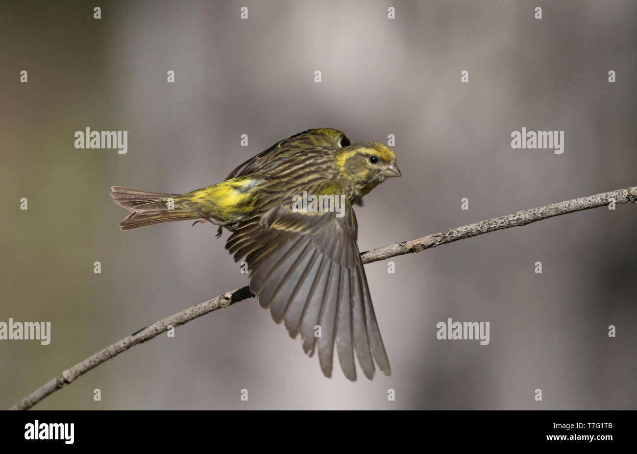 Adult male European Serin (Serinus serinus) in Spain. Taking off from a ...