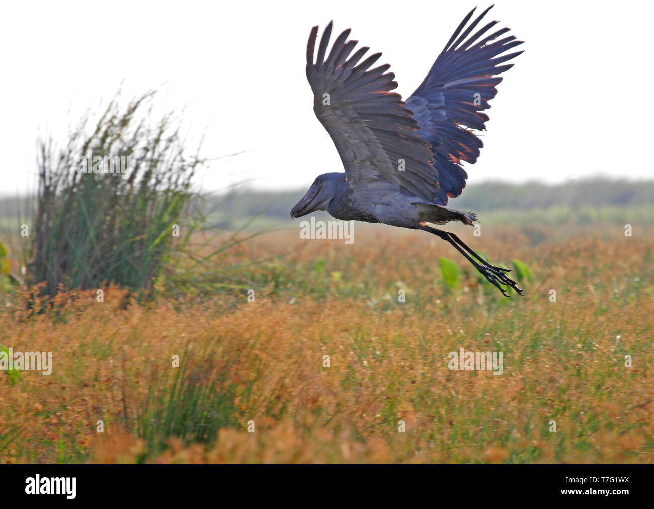 African Shoebill Flying