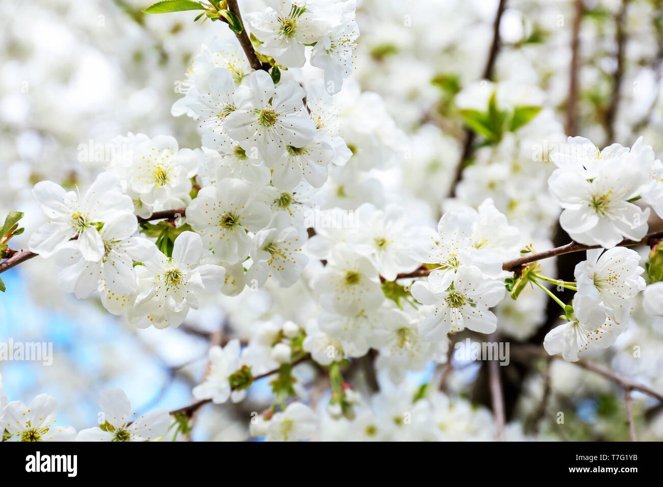 Branch of beautiful blossoming tree outdoors Stock Photo - Alamy
