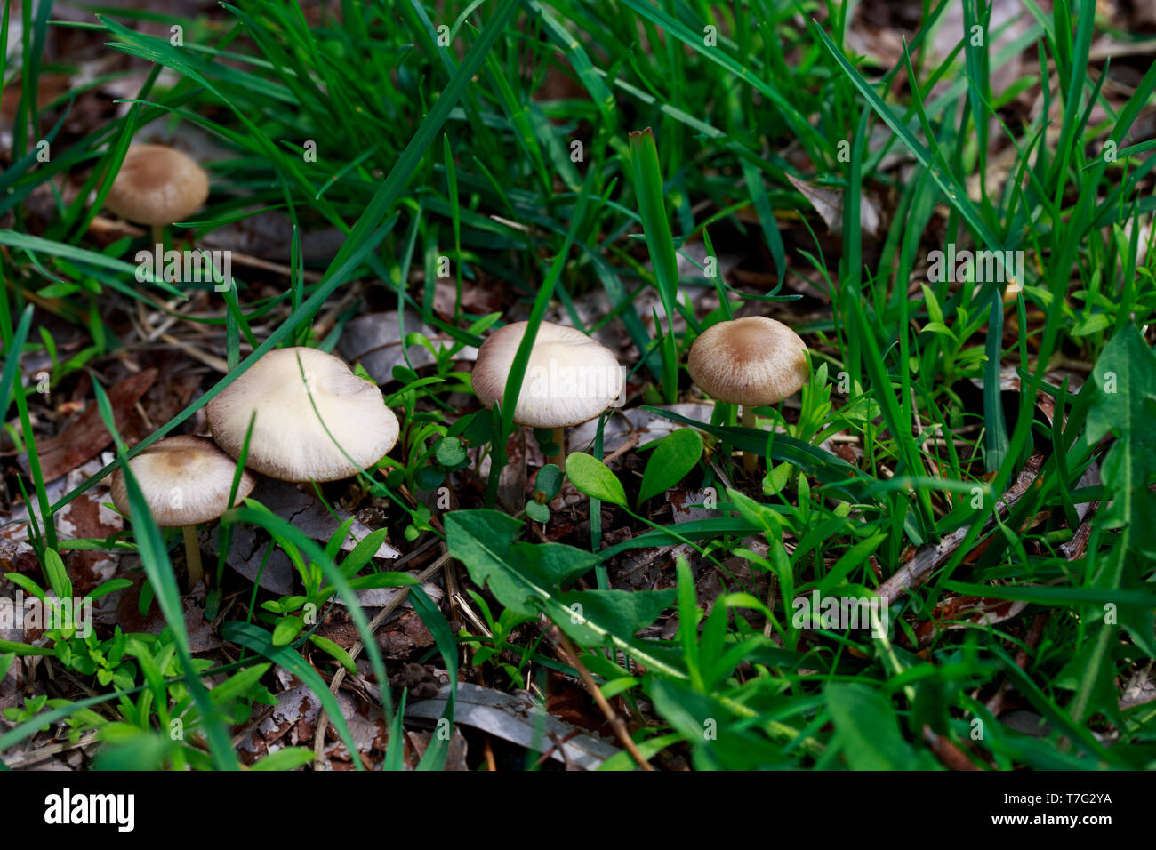 Wild mushrooms growing in the grass. natural background. Spring ...
