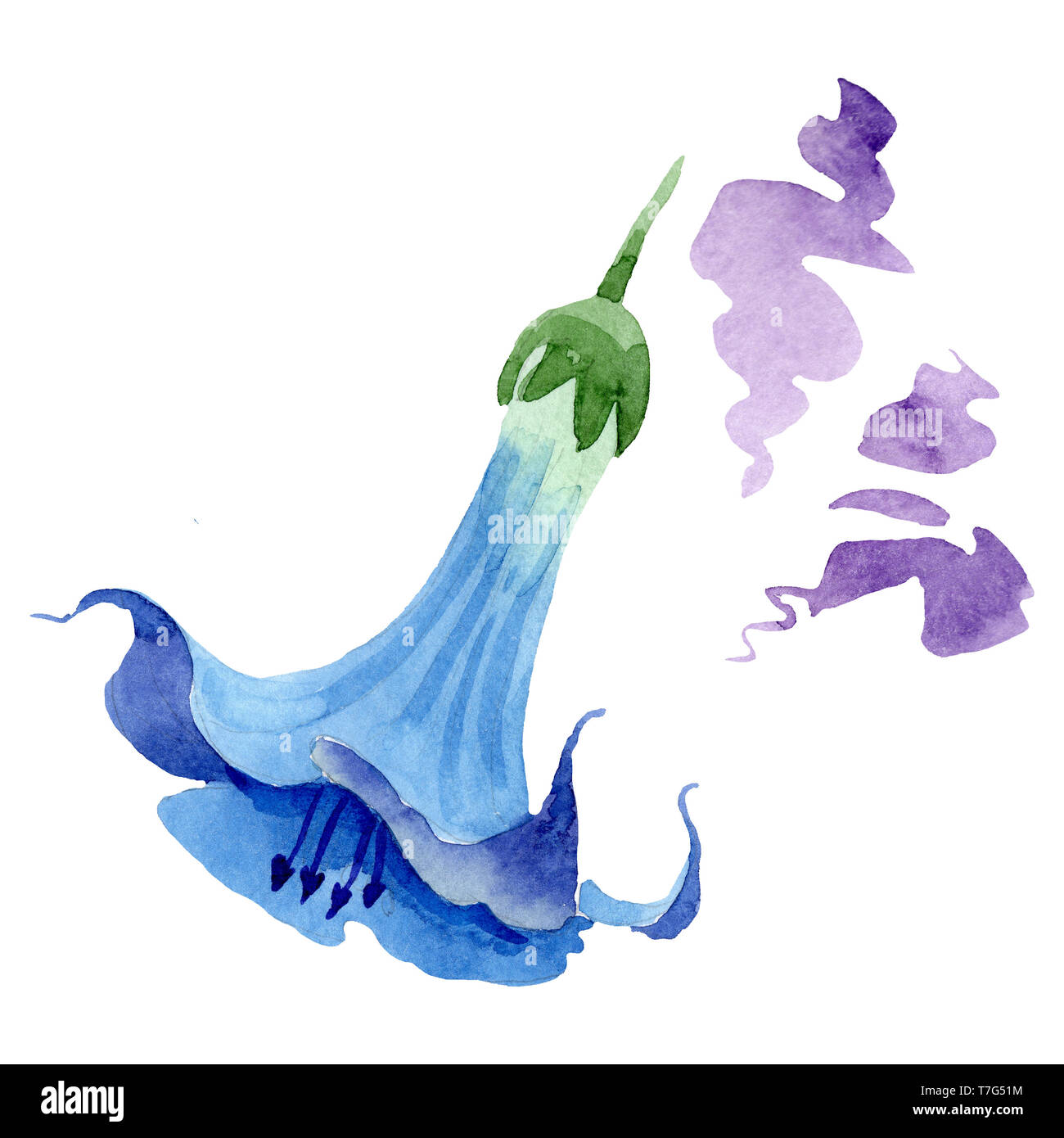 Blue brugmansia floral botanical flowers. Watercolor background set ...